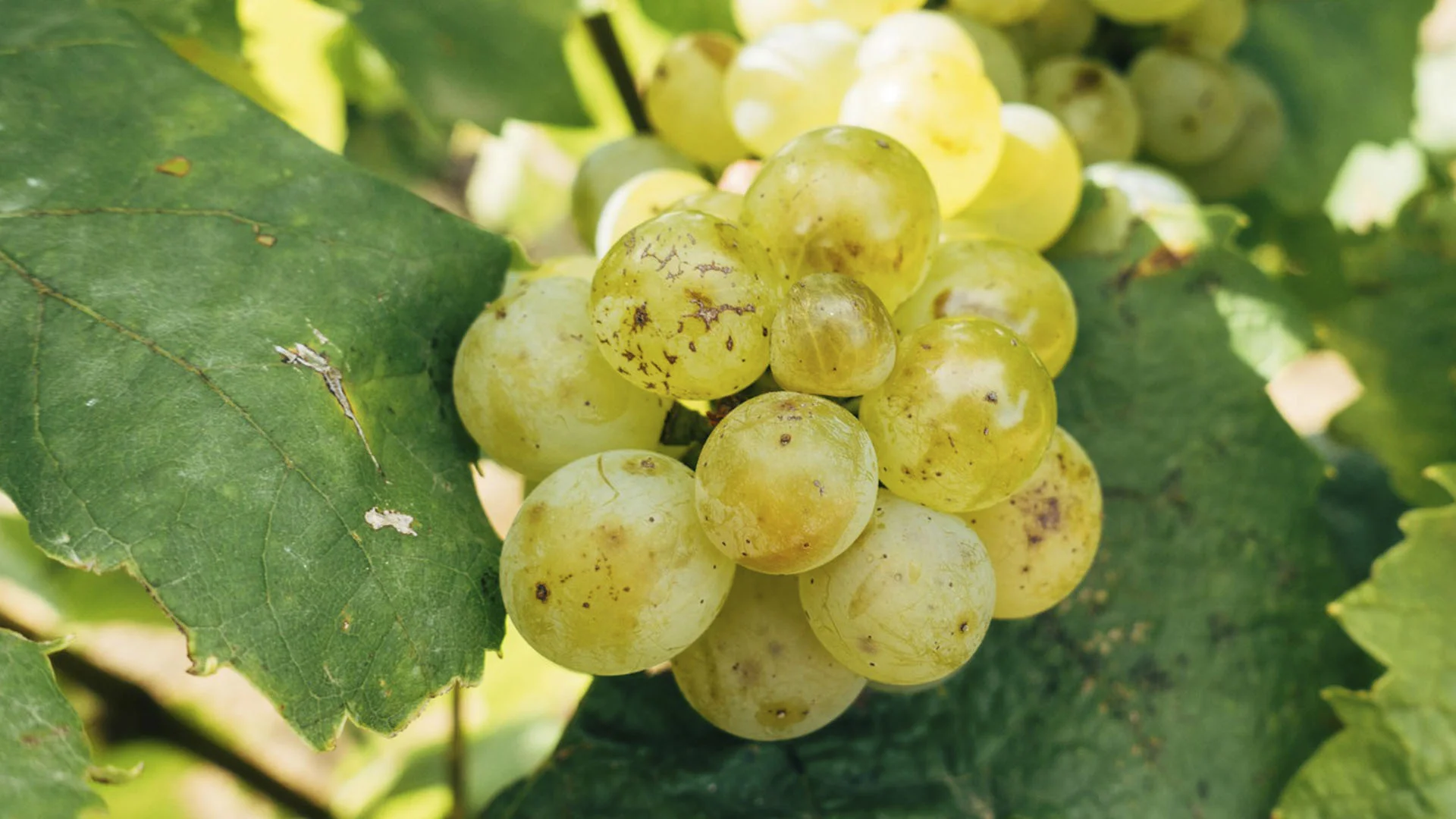 Discover the Vermentino Grape Varietal: Everything You Need to Know
